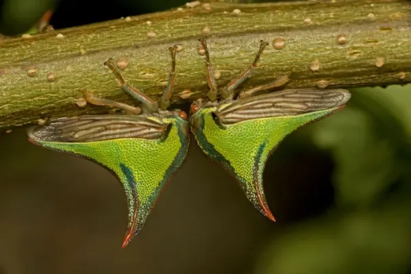 Thornbugs Costa Rica family membracidae Our beautiful Wall Art and ...