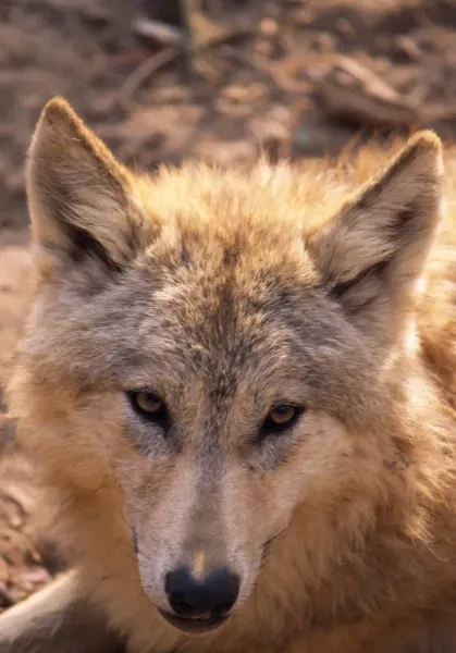 Beautiful Brown Wolf Free Photo | Beautiful And Elusive Eurasian Wolf