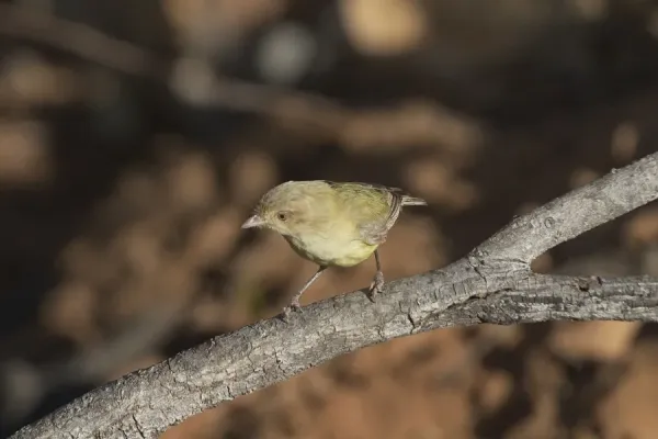 Weebill Found right throughout Australia in dry open