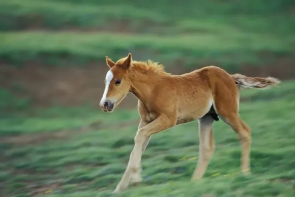 Wild Horse Colt runs about in play in meadow Summer Pryor