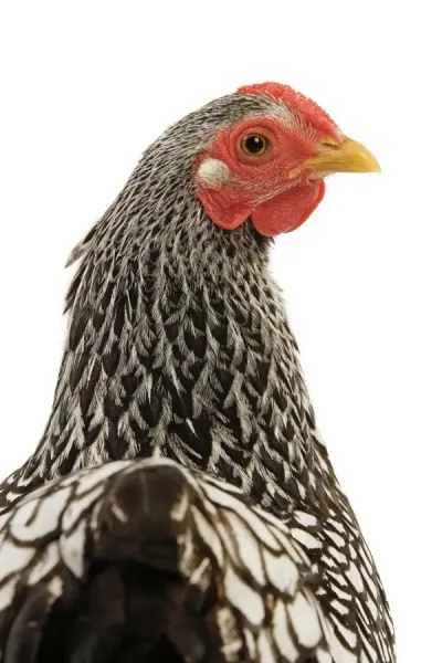 Wyandotte chicken silver laced. In studio Our beautiful Wall Art and ...