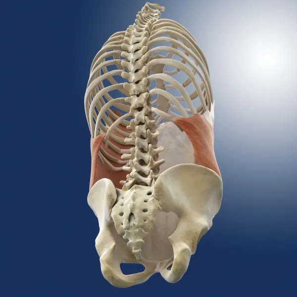 External Oblique Muscle Anatomy Anatomical Step By Step Demonstration