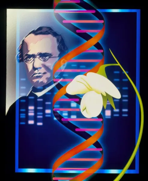 Computer artwork of the botanist Gregor Mendel Our beautiful Wall Art ...