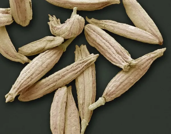 Cumin seeds, SEM Our beautiful Wall Art and Photo Gifts include Framed ...