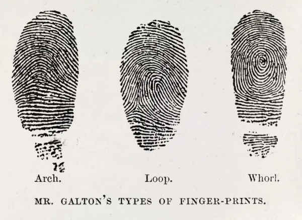 4 Main Types Of Fingerprints