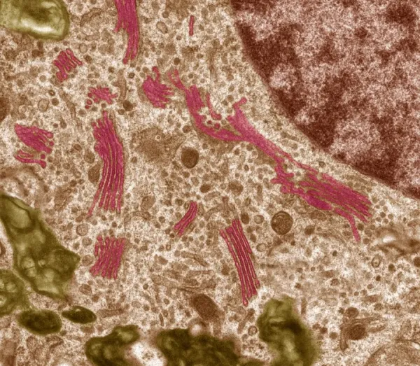Golgi apparatus, TEM Our beautiful Wall Art and Photo Gifts include ...