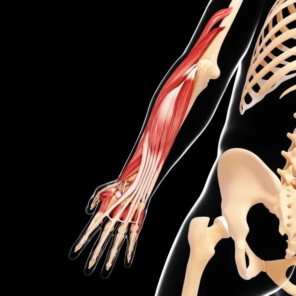 Human arm musculature, artwork F007 / 3837 Our beautiful Wall Art and ...