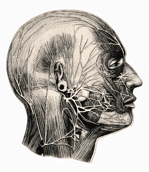 Human facial muscles, artwork Our beautiful Wall Art and Photo Gifts ...