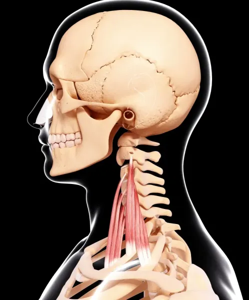 Human neck musculature, artwork F007 / 5572 Our beautiful Wall Art and ...