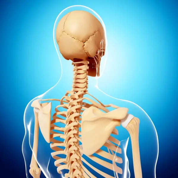 Human skeleton, artwork F007 / 1732 Our beautiful Wall Art and Photo ...