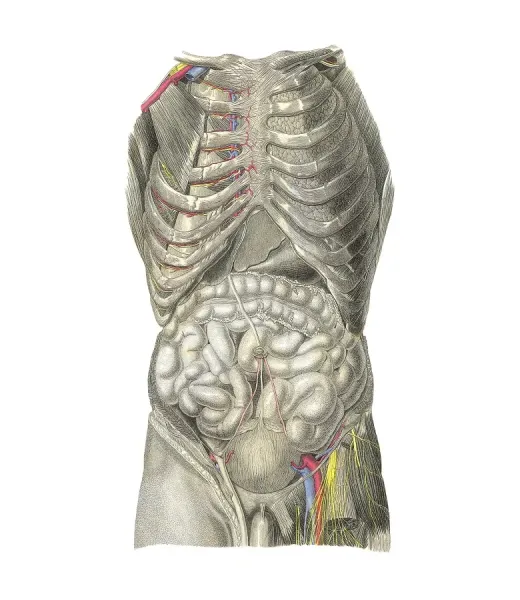 Intestines, artwork Our beautiful Wall Art and Photo Gifts include ...
