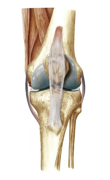 Knee Joint Cruciate Ligaments Medical Art Library