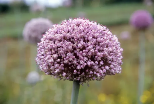 Leek flower-head Our beautiful Wall Art and Photo Gifts include Framed ...