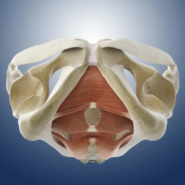 Pelvic Muscles Anatomy Male