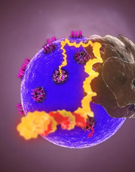 mRNA leaving the nucleus, artwork Our beautiful Wall Art and Photo ...