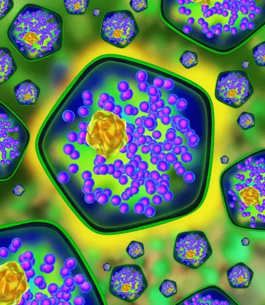 Plant cells, artwork Our beautiful Wall Art and Photo Gifts include ...