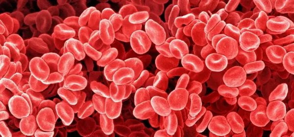 Red blood cells, SEM C015 / 8793 Our beautiful Wall Art and Photo Gifts ...