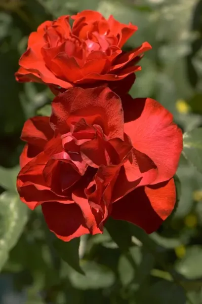 Rose (Rosa Matthias Meilland ) flowering in summer