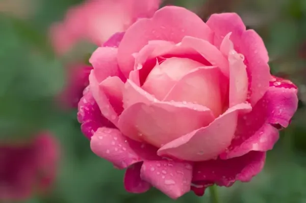 Rose (Rosa Star of The Nile ) Our beautiful Wall Art and Photo Gifts ...