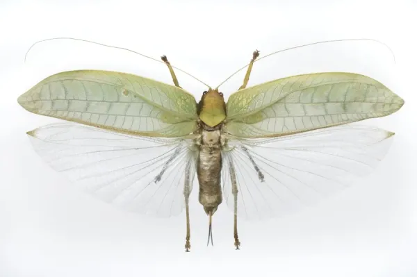 Katydid Drawing Thailand Forest Katydid (Orthoptera) Real Preserved