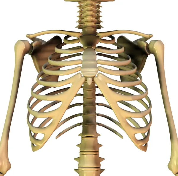 Chest Anatomy Bones