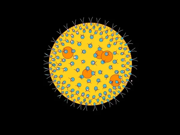 Volvox Structure
