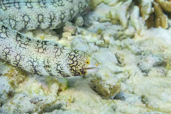 Snowflake Eel Echidna Nebulosa Snowflake Moray Buy Online