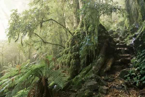 Northwestern Australian Rainforest The A Z Of Australian National