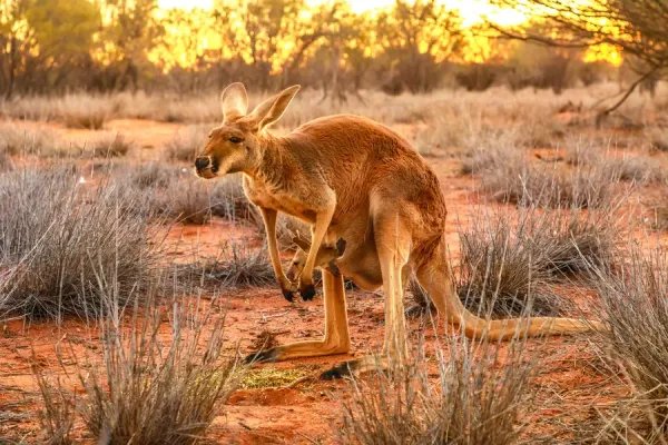 Side view of red kangaroo (Macropus rufus) Our beautiful Wall Art and ...