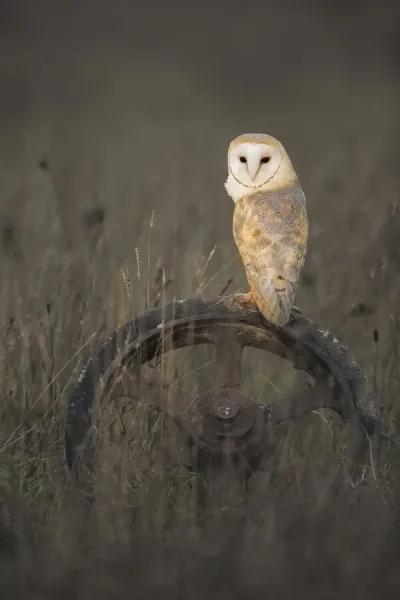 Flying Barn Owl Painting Barn Owl Original Oil Painting By Paul Doyle