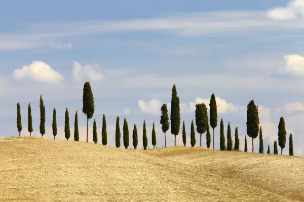 Trees Tuscany Avenue Of Trees Tuscany Hi Res Stock Photography And
