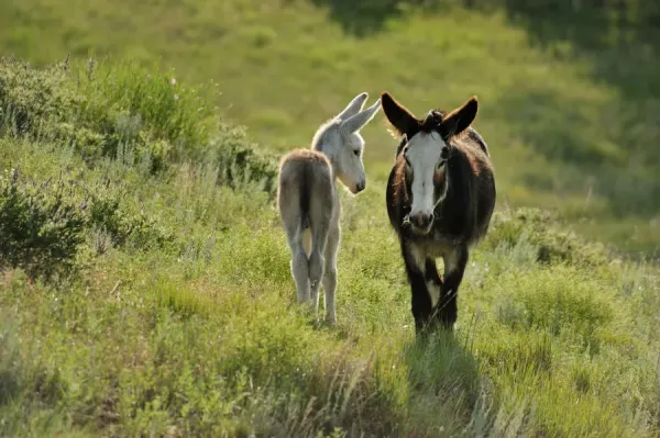 Wild Burro, Custer State Park, Custer County Our beautiful Wall Art and ...