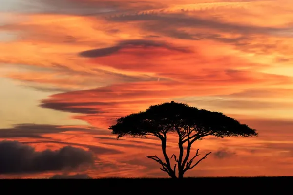 Most Gorgeous Trees And Sunset 165,802 Sunset Ocean Tree Stock Photos