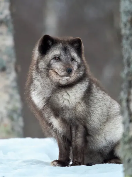 Arctic Fox With Blue Arctic Fox | San Diego Zoo Wildlife Explorers