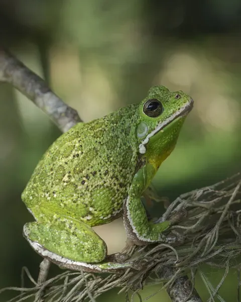 Barking Tree Frog Florida