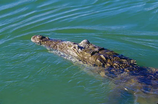 Lake Enriquillo Crocodiles