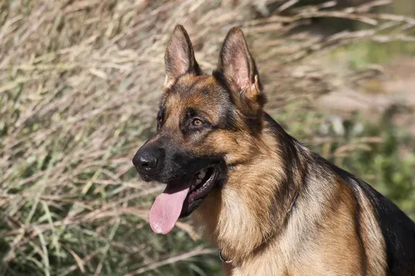 Tall German Shepherd