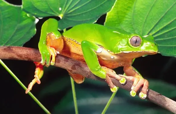 Giant Tree Frog Nature In Stock