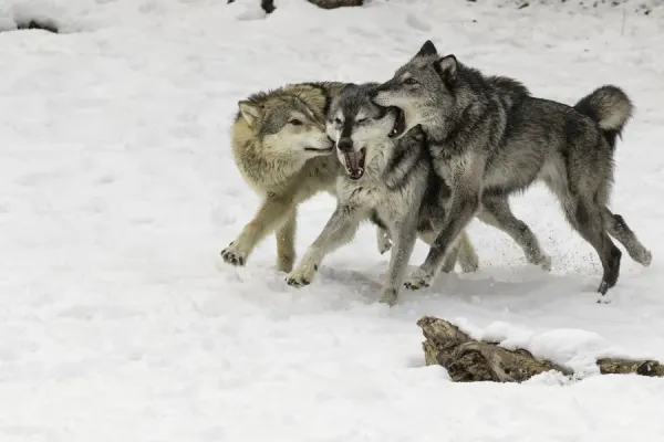 Timber Wolf Pack