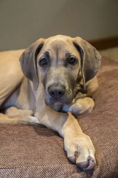 Tan Great Dane Puppy