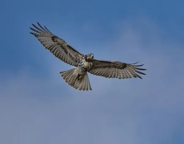 Flying Hawk