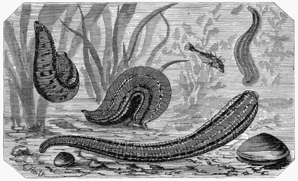 Leech Drawing