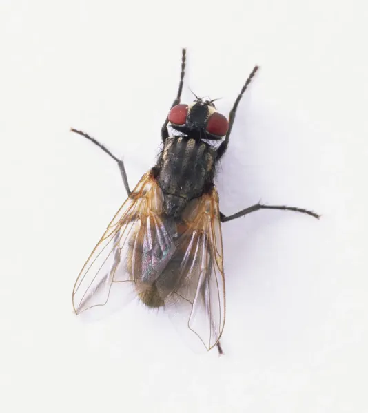 Common House Fly