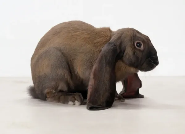 English Lop Eared Rabbit Hearing In Rabbits The University Of