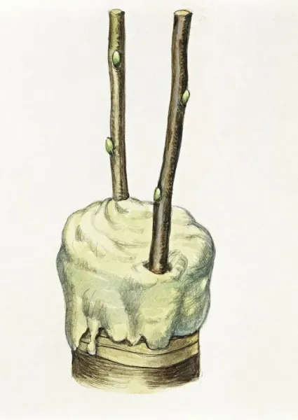 Crown Grafting