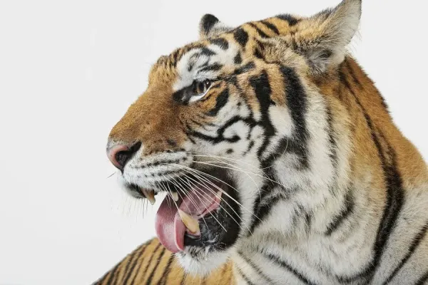 Tiger Growl Profile Brand New Tiger Attraction Opening At Paradise