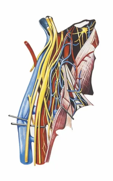 Spinal Accessory Nerve Cranial Nerve 11: Accessory Nerve Anatomy And