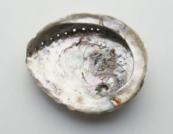 Inside Of Abalone Shell Abalone Shell Showing Outside Inside Mother
