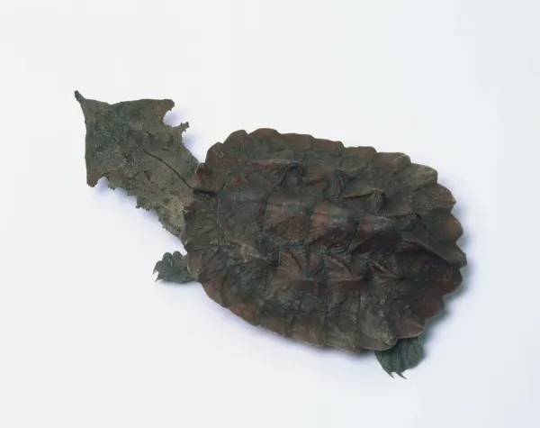 Mata Turtle