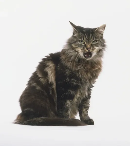 Cat Growling How To Decode Cat Sounds